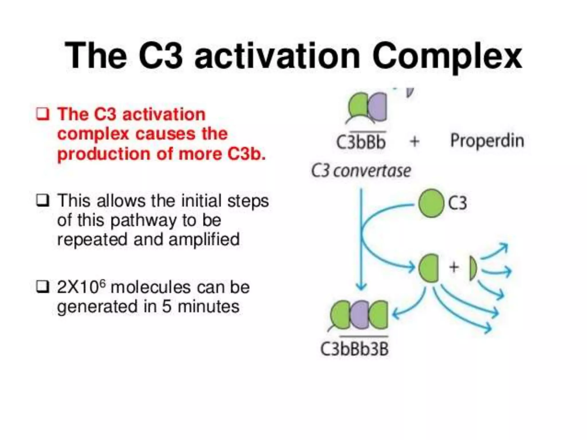 The complement system | PPTX