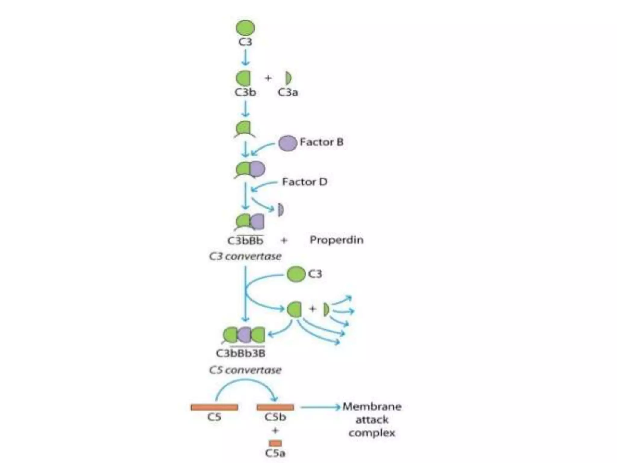 The complement system | PPTX