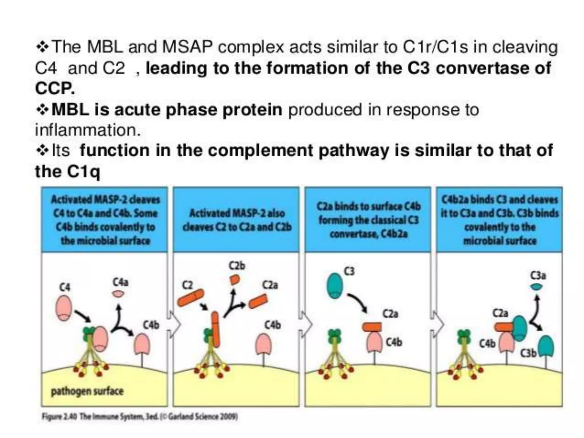 The complement system | PPT