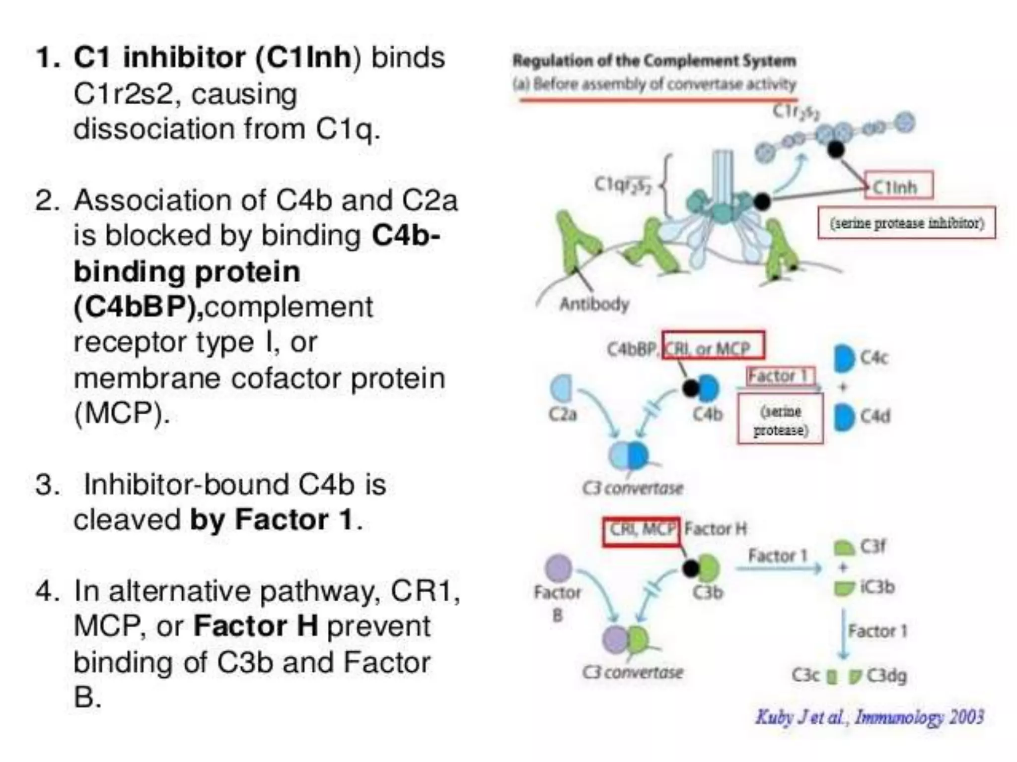 The complement system | PPTX