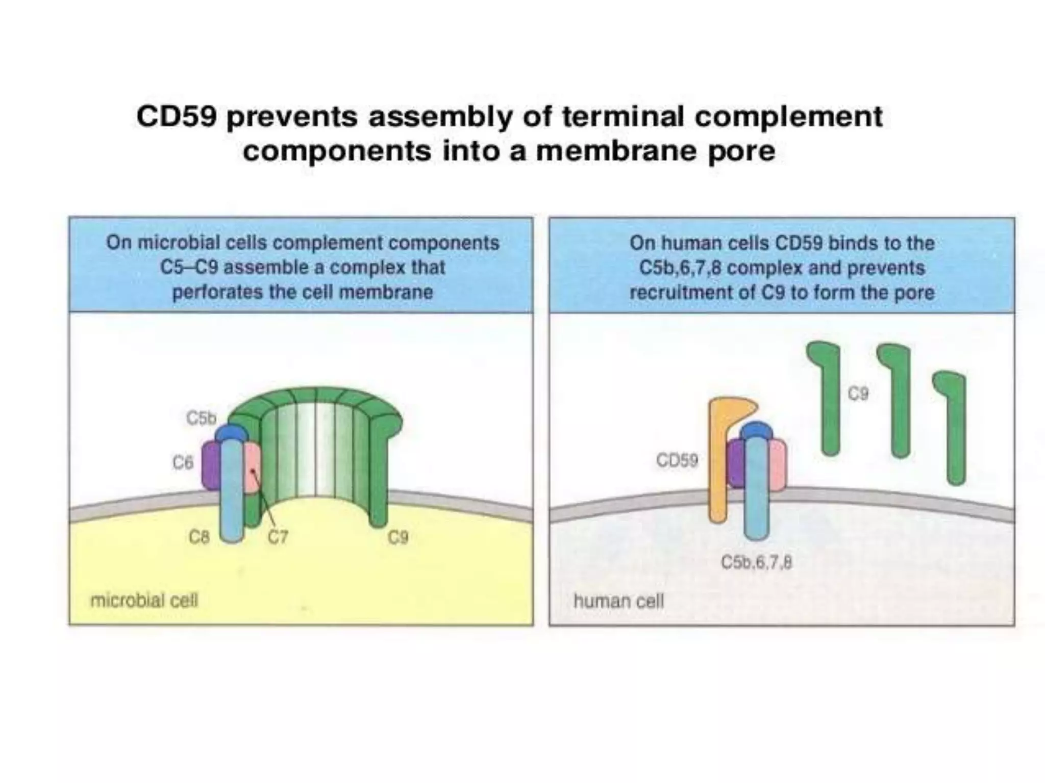 The complement system | PPT