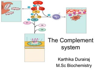 The complement system | PPT