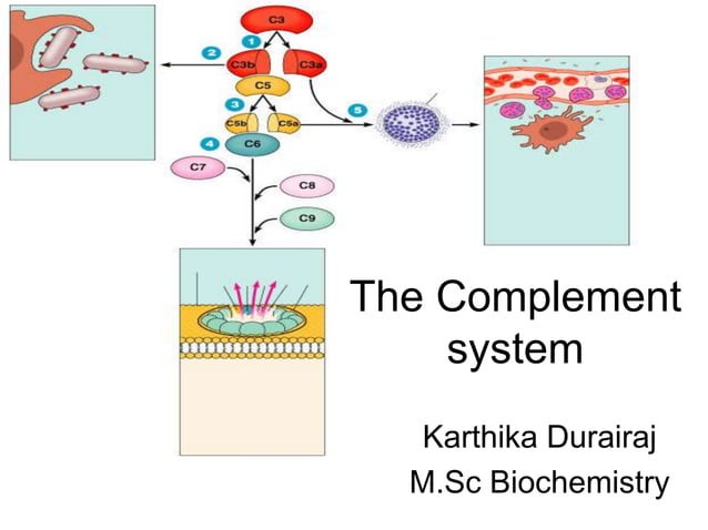 The complement system | PPT | Blood Disorders | Diseases and Conditions