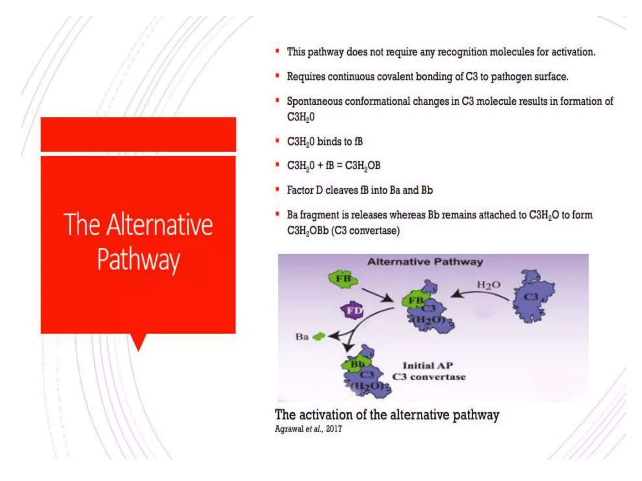 The complement system | PPT