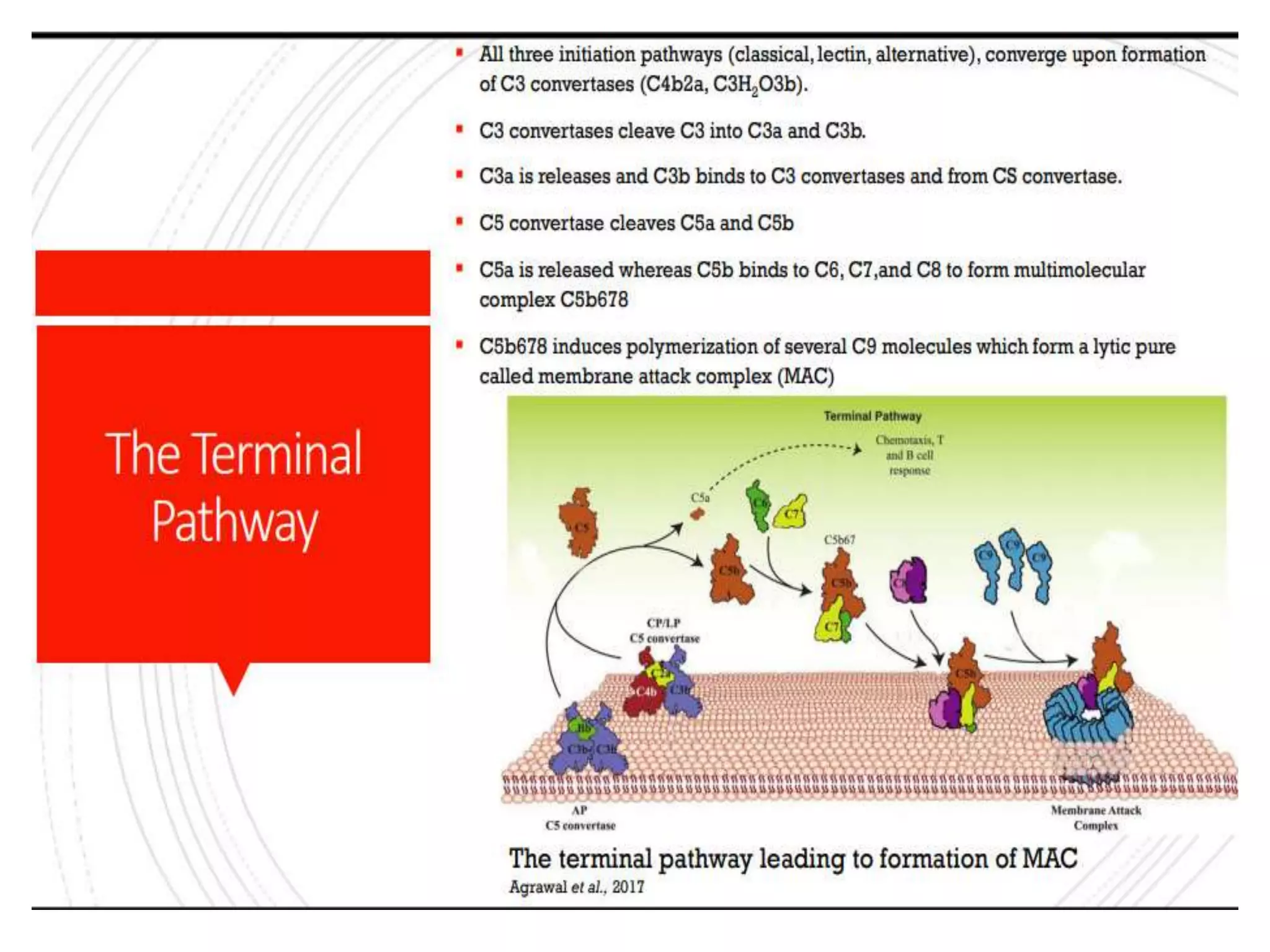 The complement system | PPT