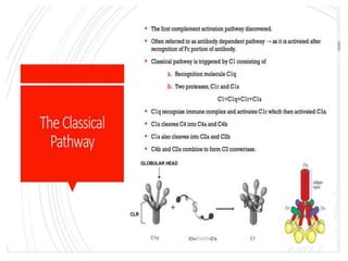 The complement system | PPT