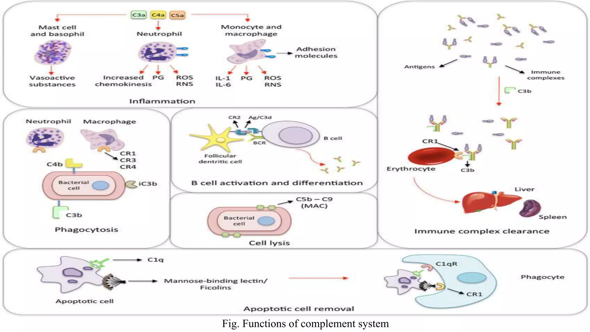 The complement system | PPTX