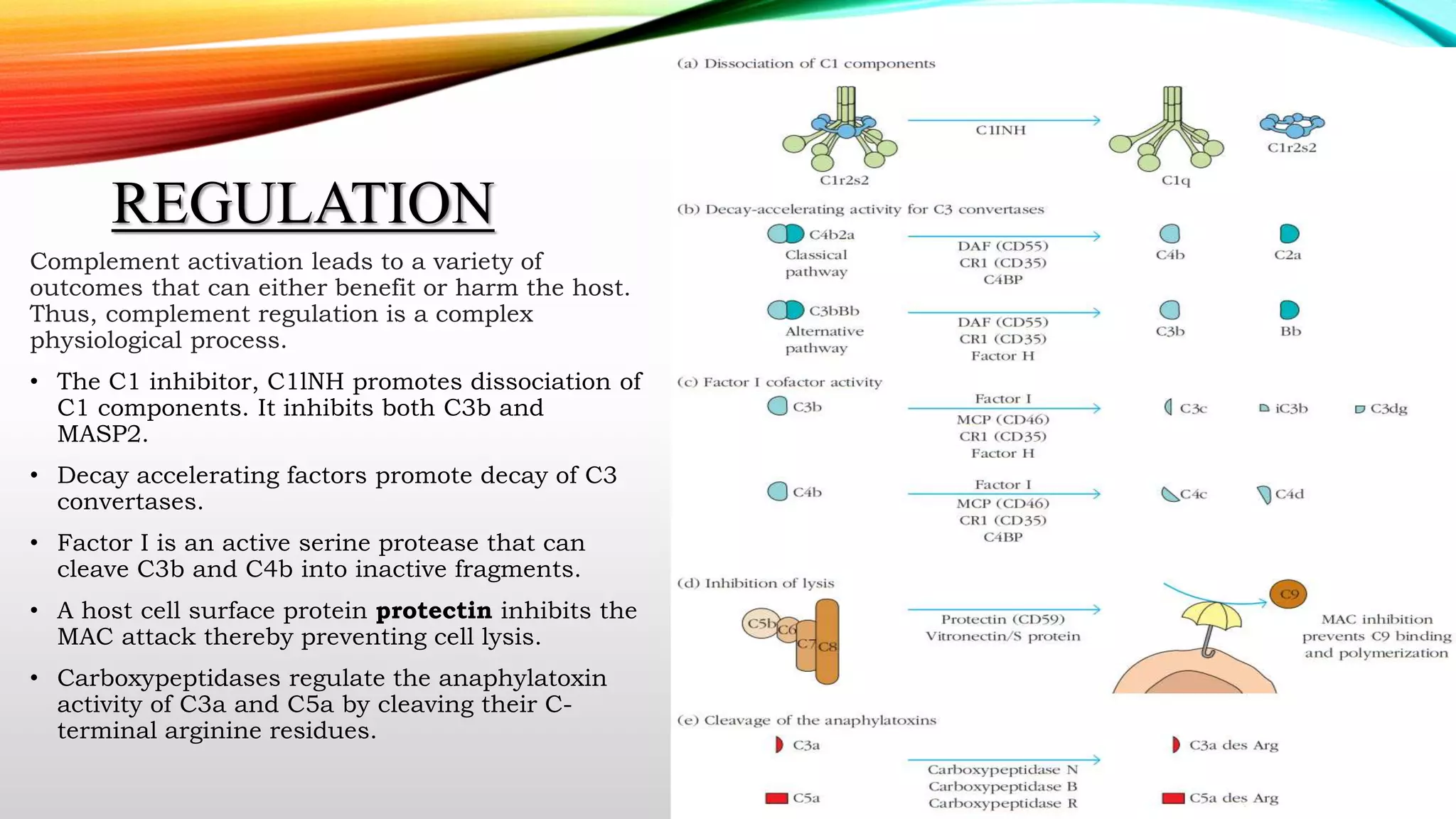 The complement system | PPTX