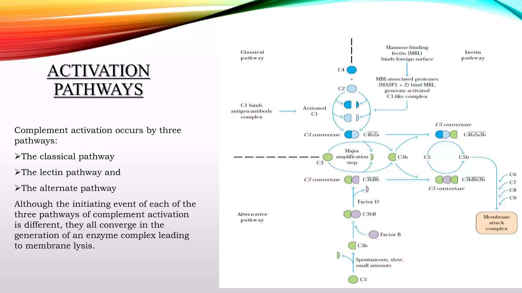 The complement system | PPTX