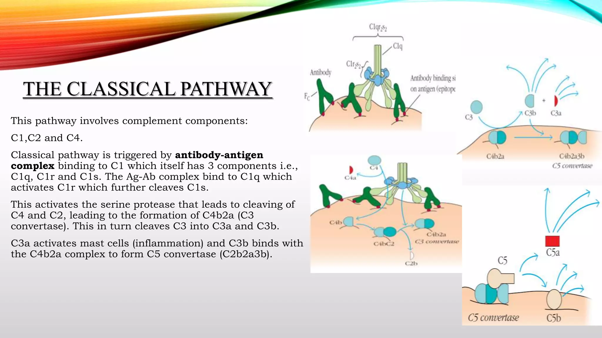 The complement system | PPT