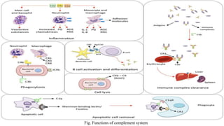The complement system | PPT