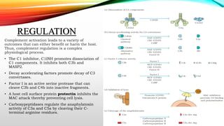The complement system | PPT