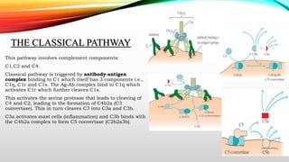 The complement system | PPT