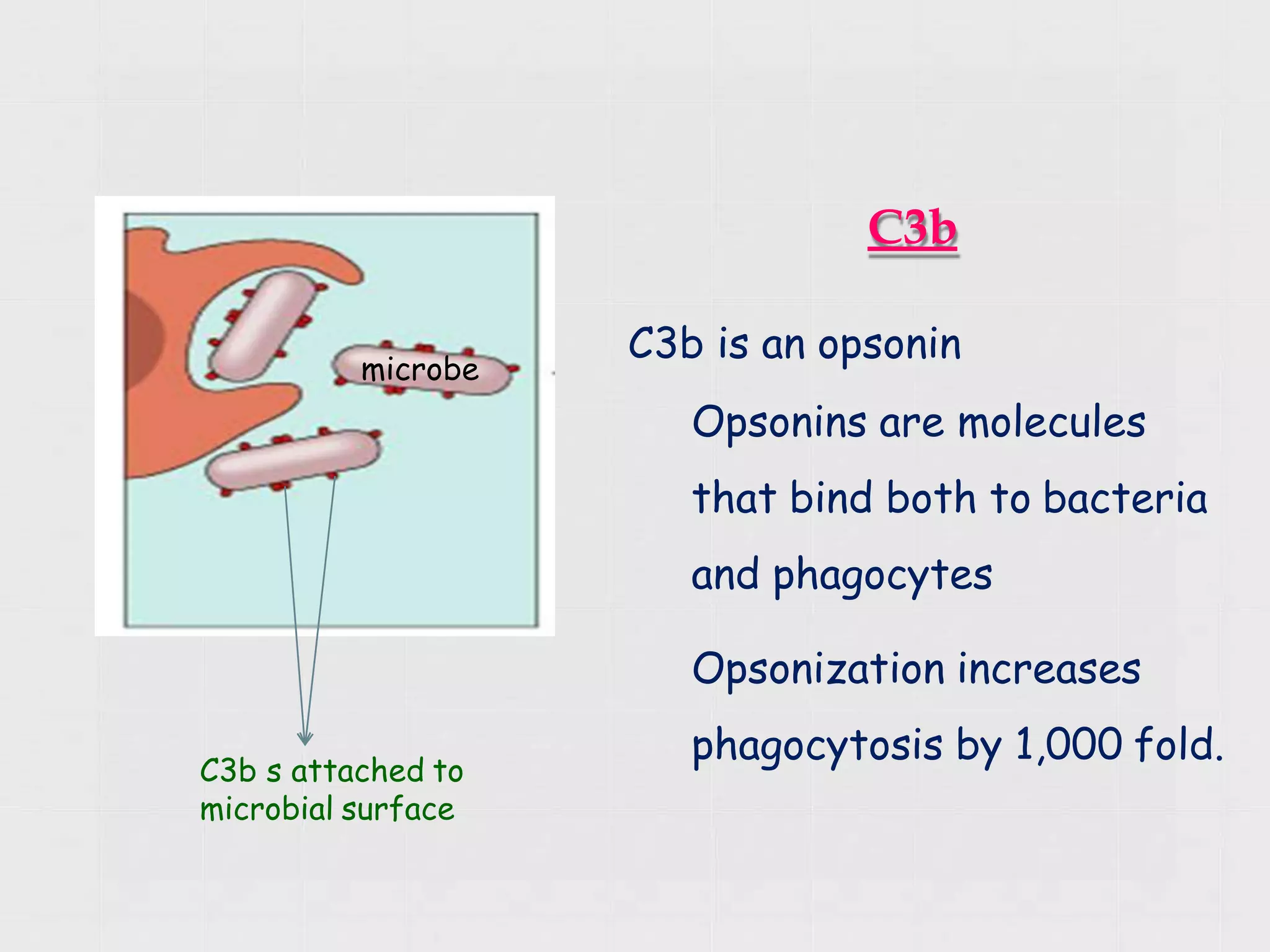 thecomplementsystem- lecture 4.pptx