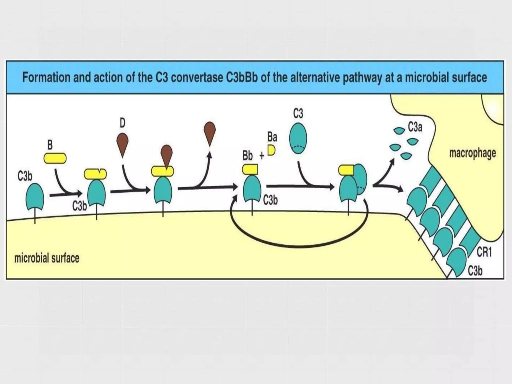 thecomplementsystem- lecture 4.pptx