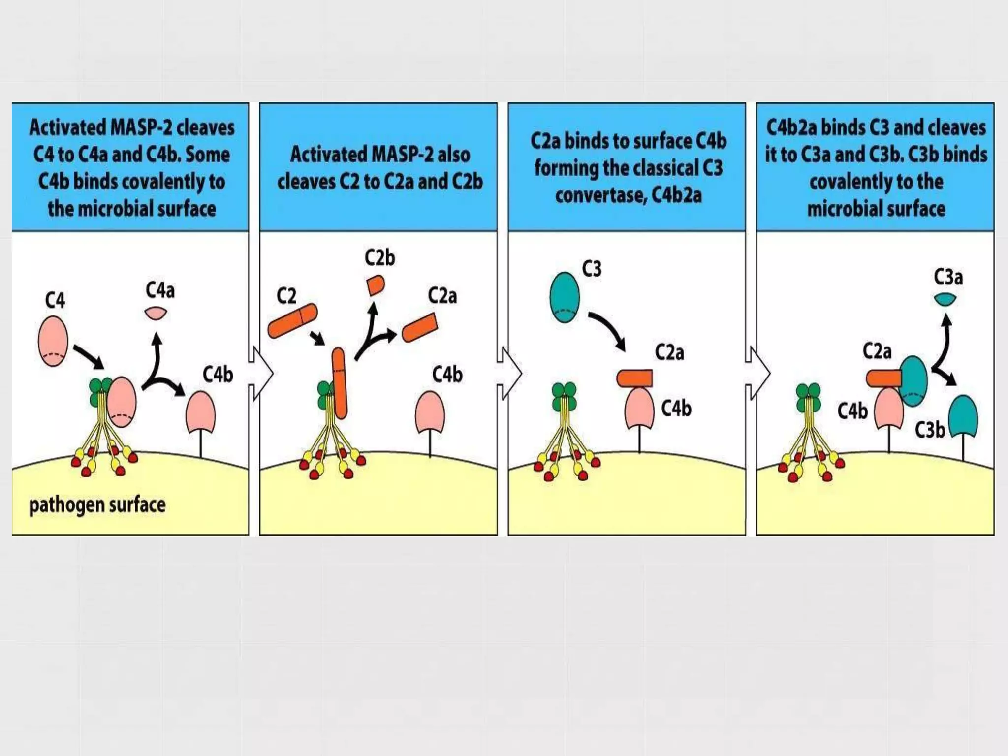 thecomplementsystem- lecture 4.pptx