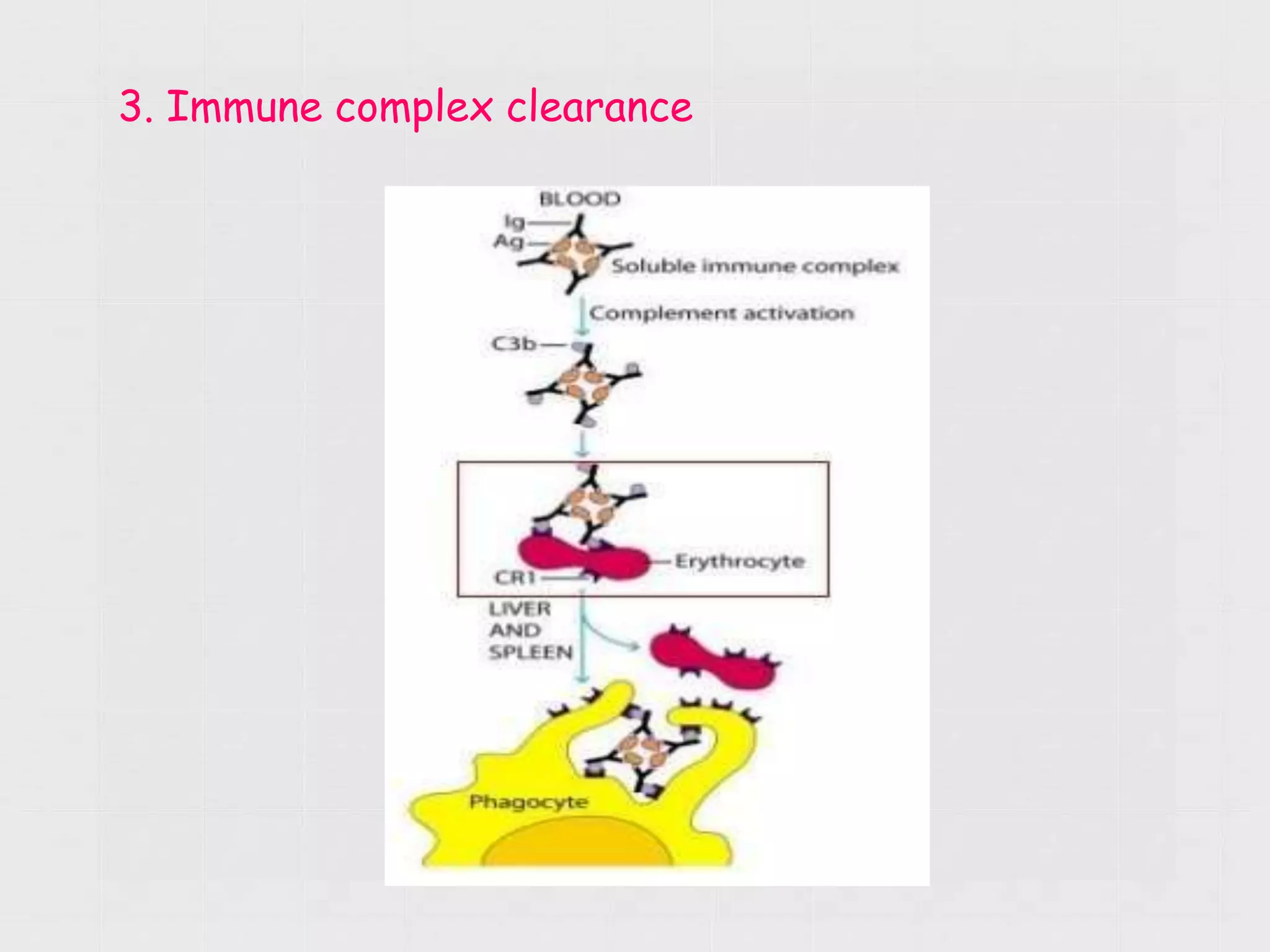 thecomplementsystem- lecture 4.pptx