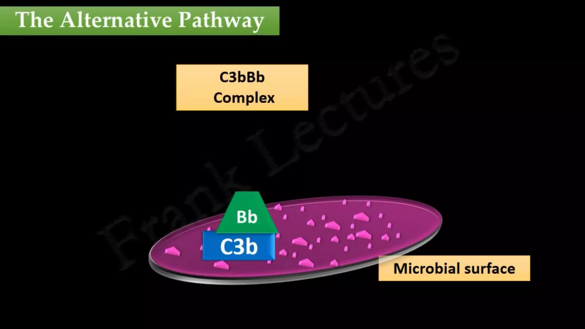 The complement system | PPT