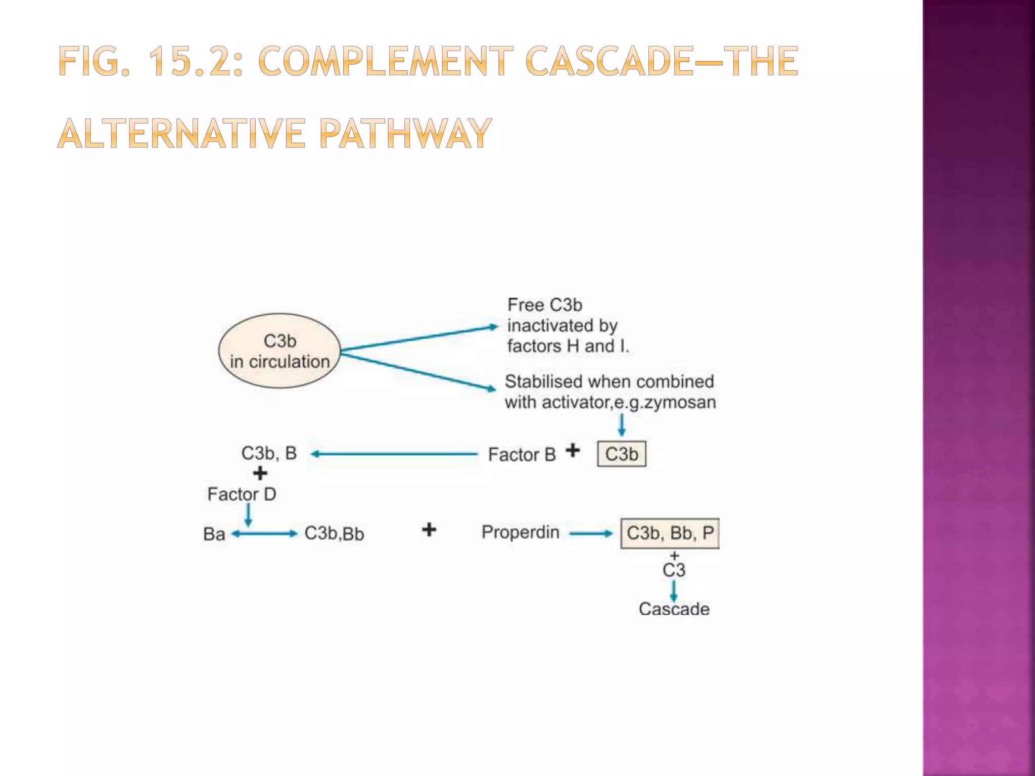 The Complement System lecture 8 chapter 8.pptx