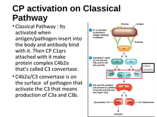The complement system overview | PPT