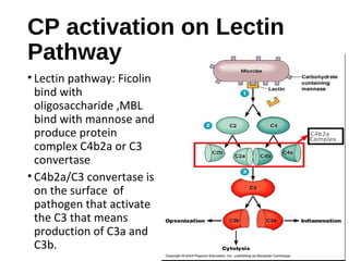 The complement system overview | PPT