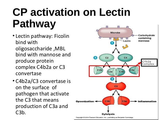 The complement system overview