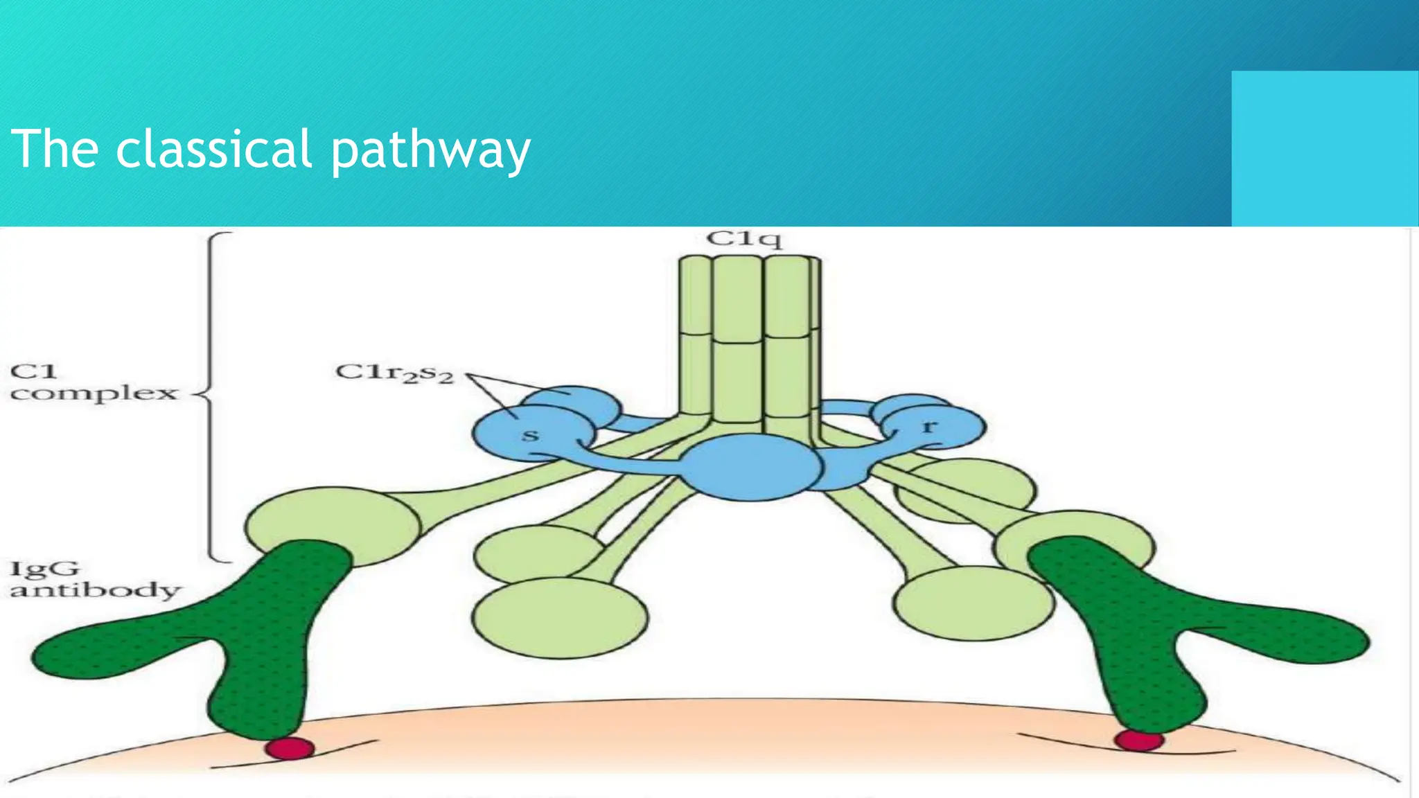 The complement system. the classical pathway of complement activation .pptx