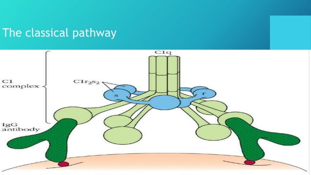 The complement system. the classical pathway of complement activation ...