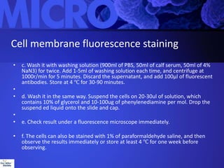 The complete guide to antibody detection by immunofluorescence ...
