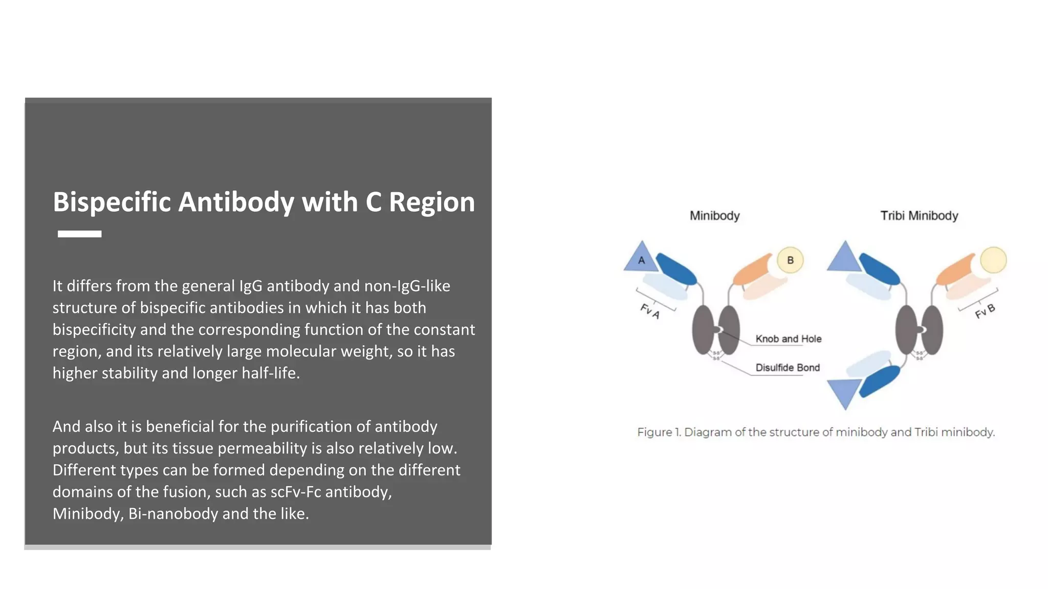 The complete guide to the structure of bispecific antibodies | PPT