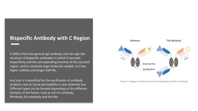 The complete guide to the structure of bispecific antibodies | PPT
