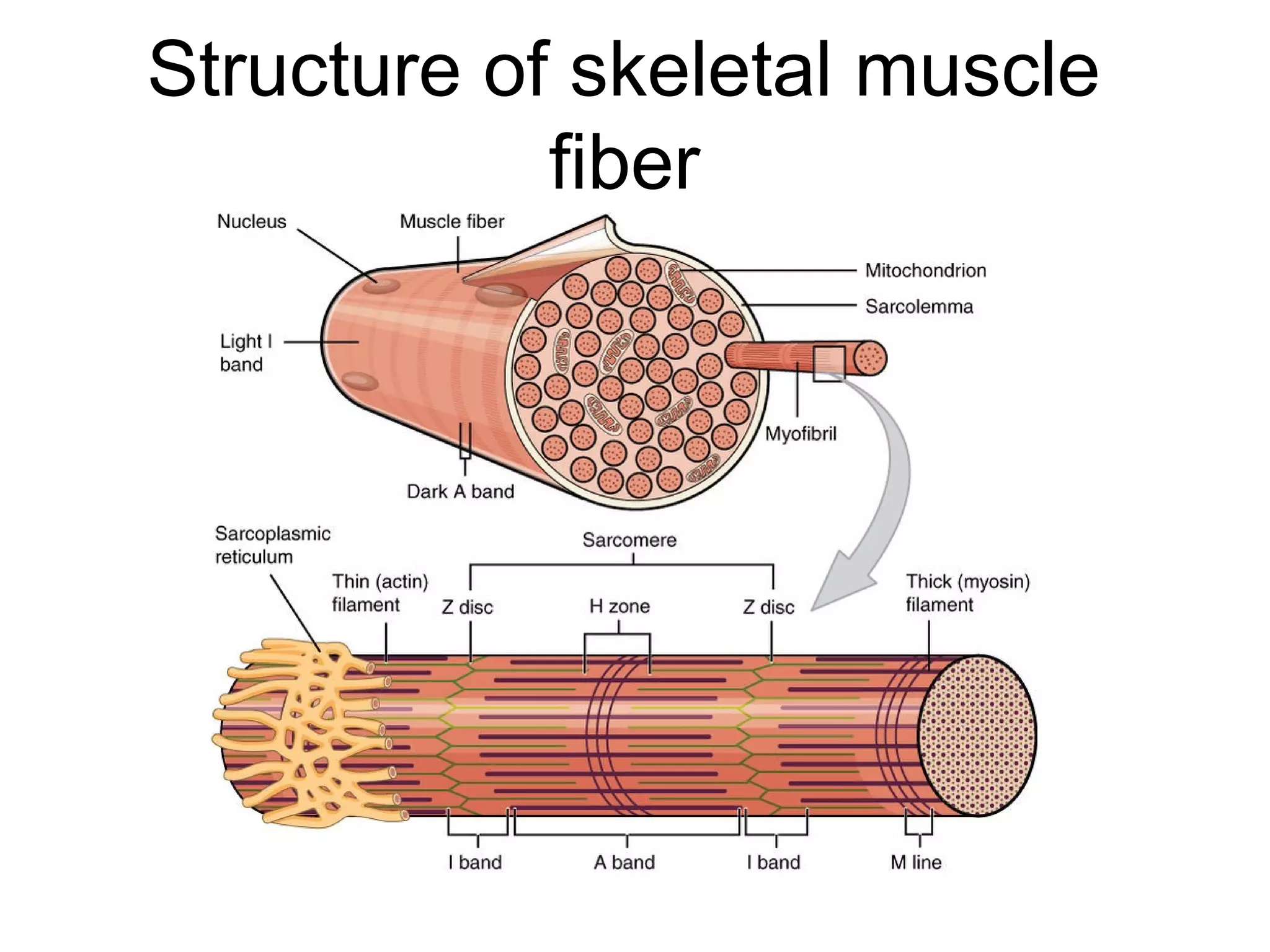 The completemuscular system | PPT