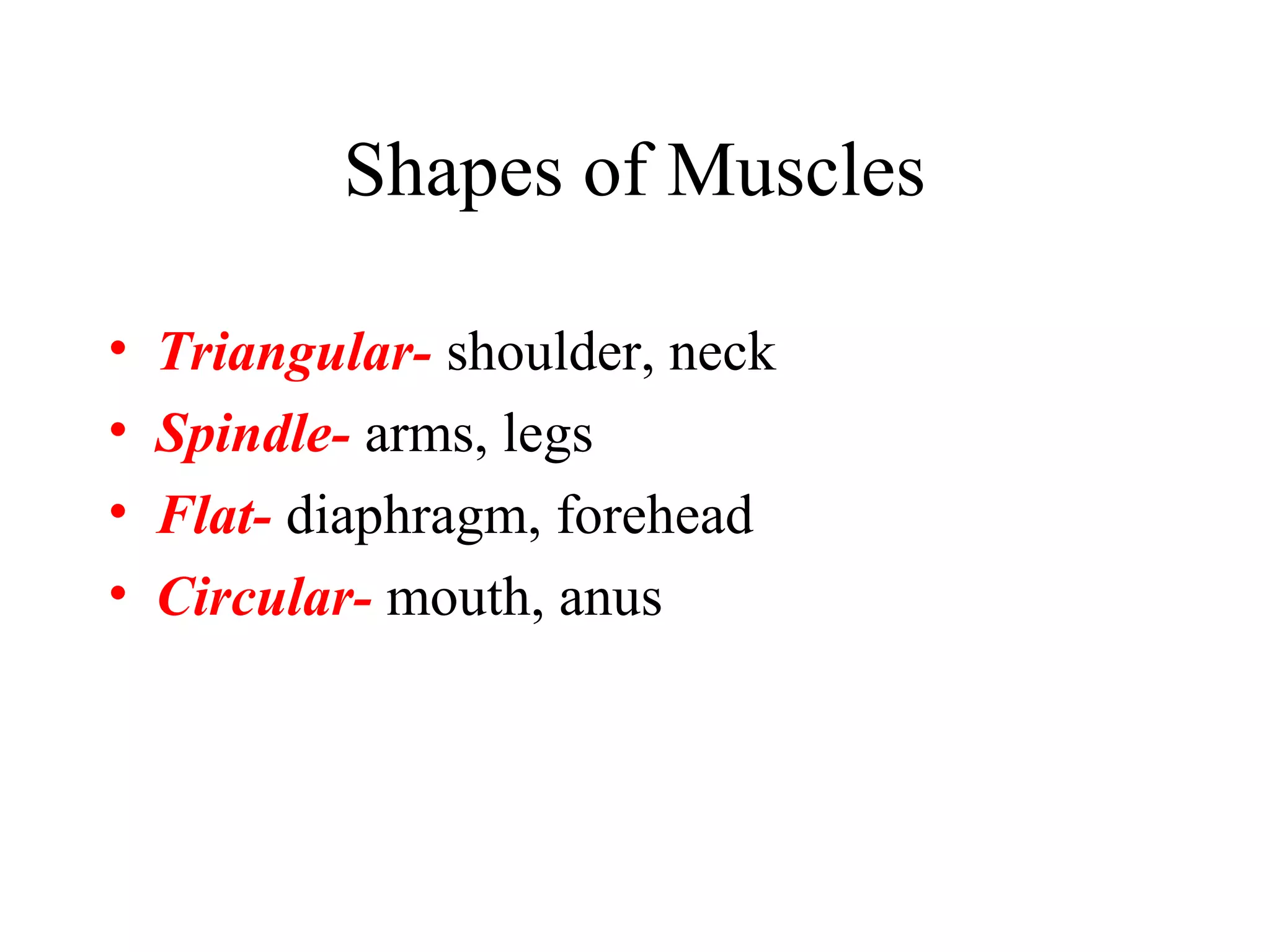 The completemuscular system | PPT