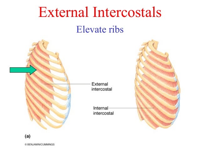 The completemuscular system