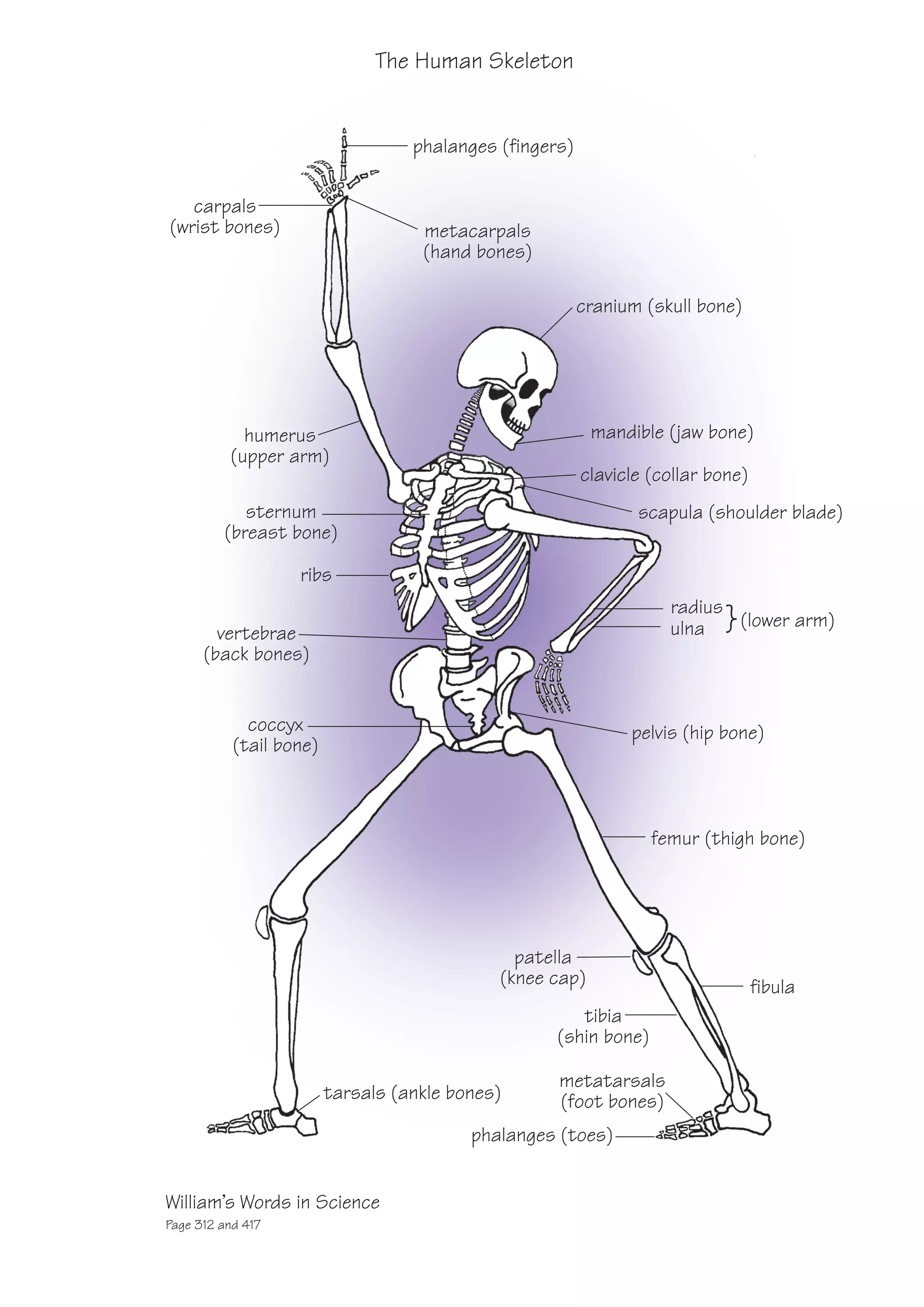 The complete skeleton | PDF