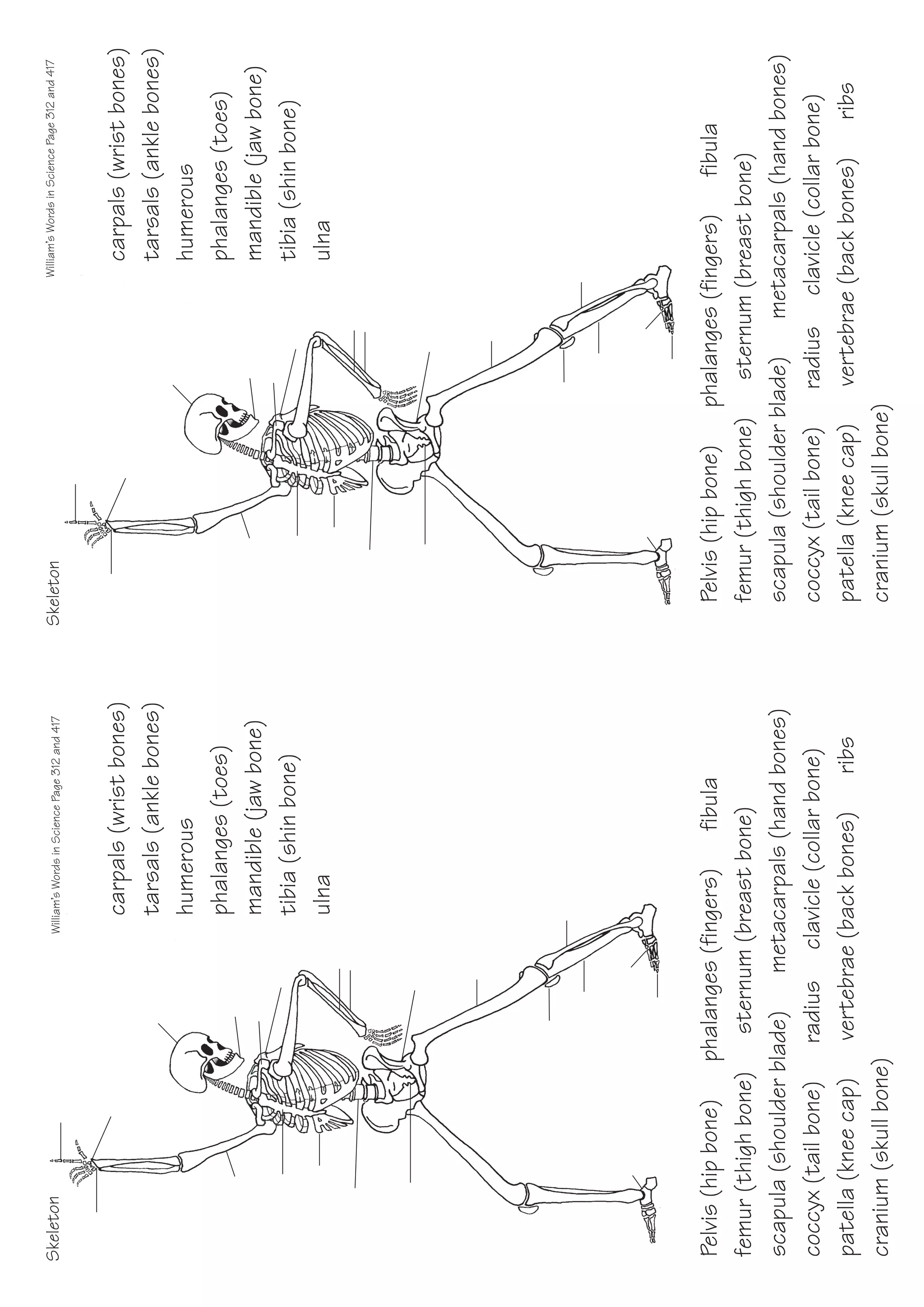 The complete skeleton | PDF
