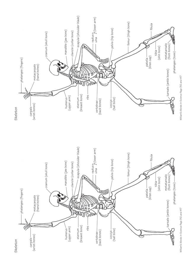The complete skeleton | PDF | Death, Injury, or Military Conflict ...