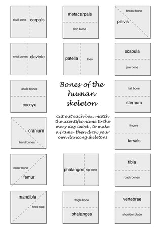 The complete skeleton | PDF