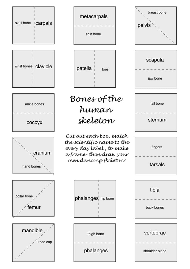The complete skeleton | PDF | Death, Injury, or Military Conflict ...