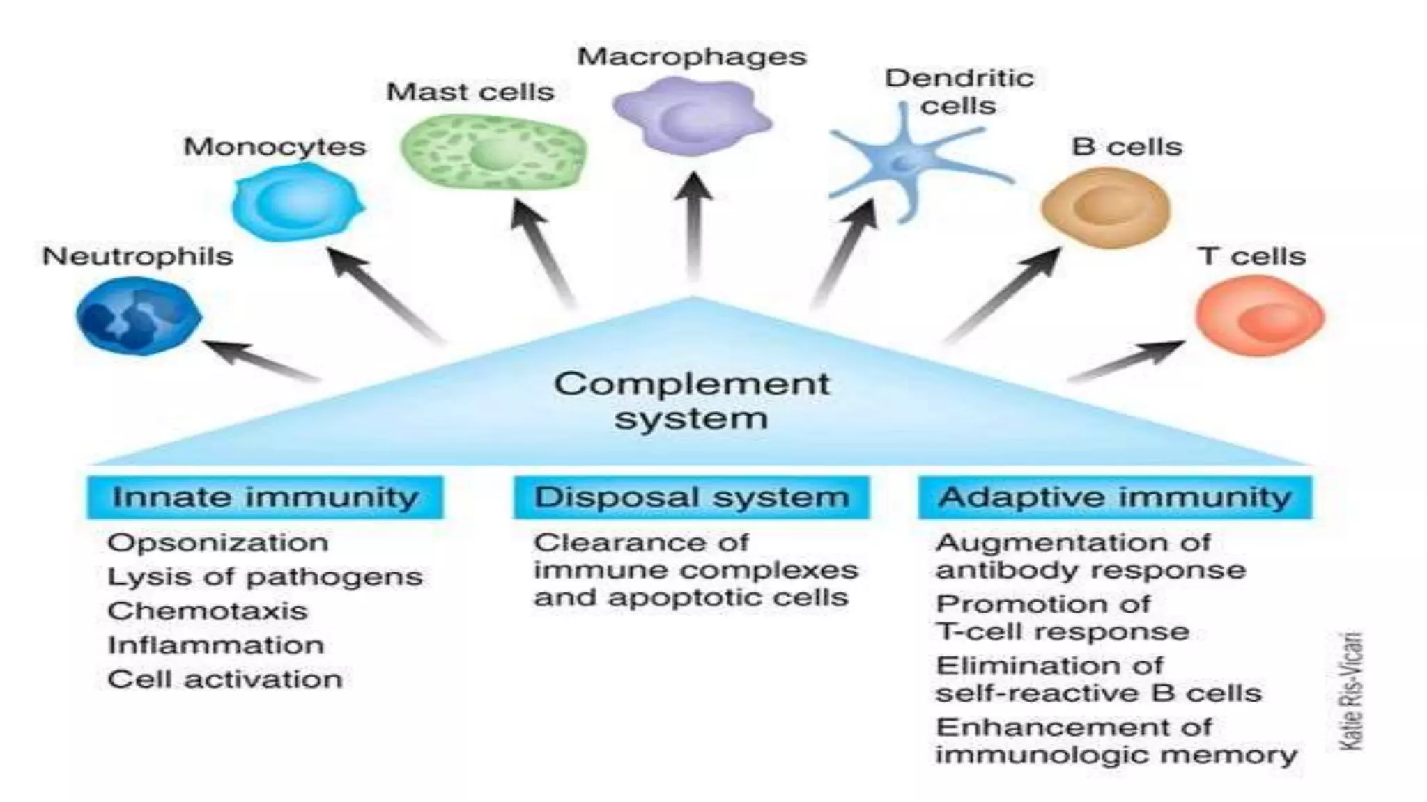 The compliment system | PPTX