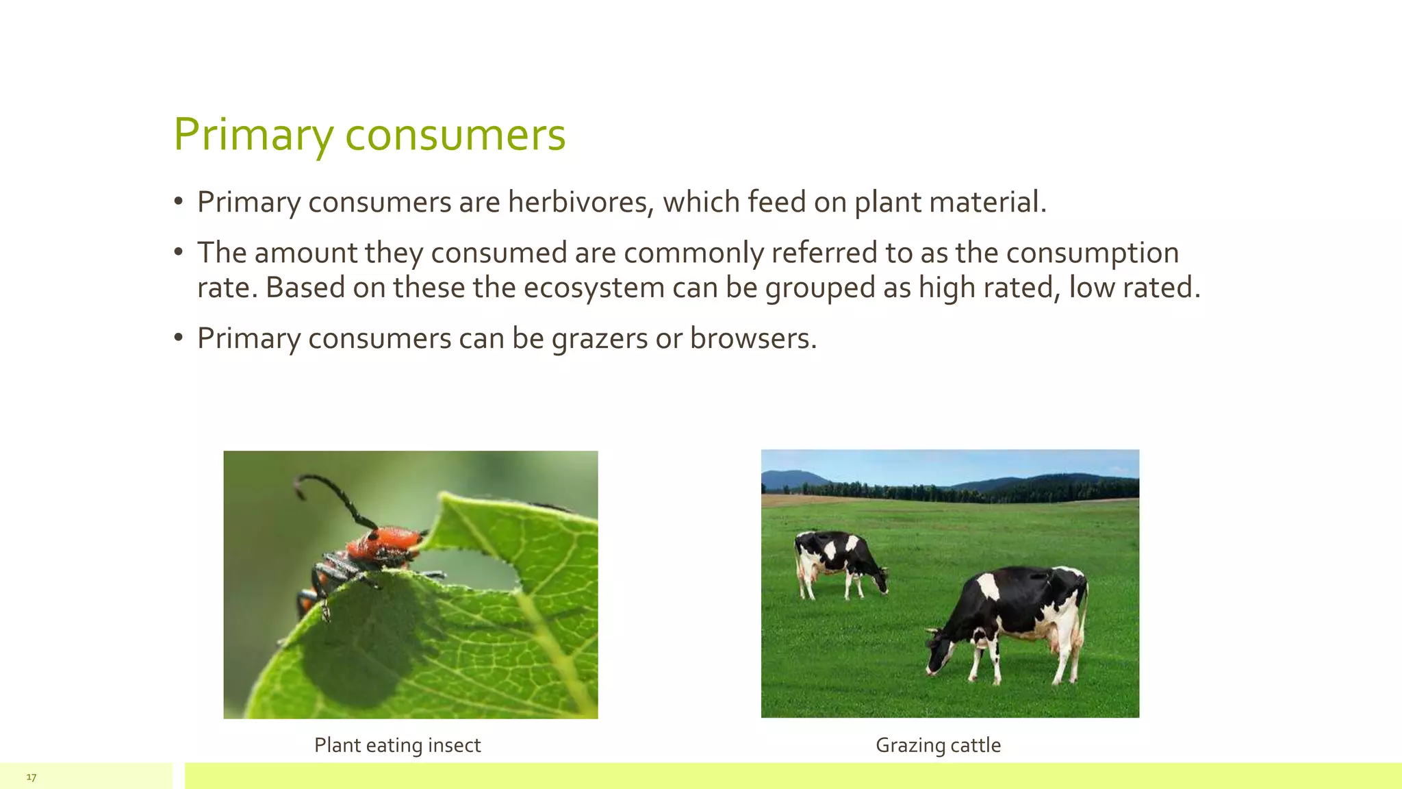 The components of an ecosystem | PPTX