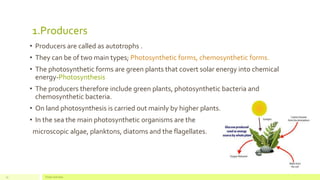 The components of an ecosystem | PPTX