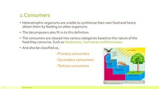 The components of an ecosystem | PPTX