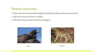 The components of an ecosystem | PPTX