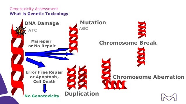 The Comprehensive Guide to Genotoxicity Assessment