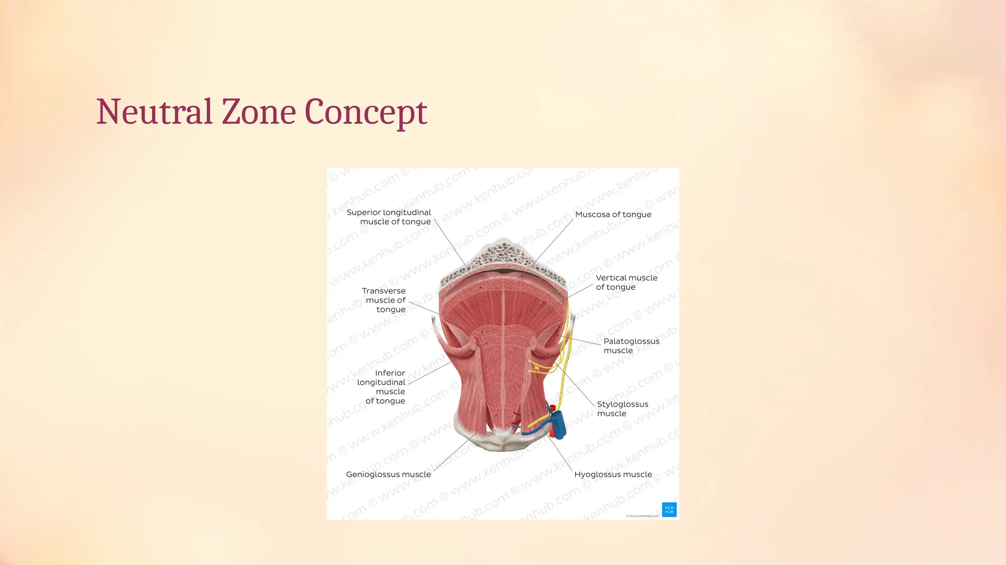 The concept of Neutral Zone in dental arch .pptx