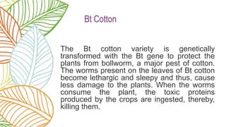 The Concepts and Development of BT Crops.pptx
