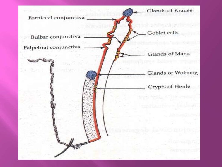 opthalmolgy.The conjunctiva lecture 1.(dr.ali)