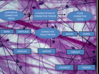 A POWERPOINT PRESENTATION ON THE CONNECTVE TISSUE | PPT