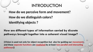 Constructive Nature of Visual Processing | PPT